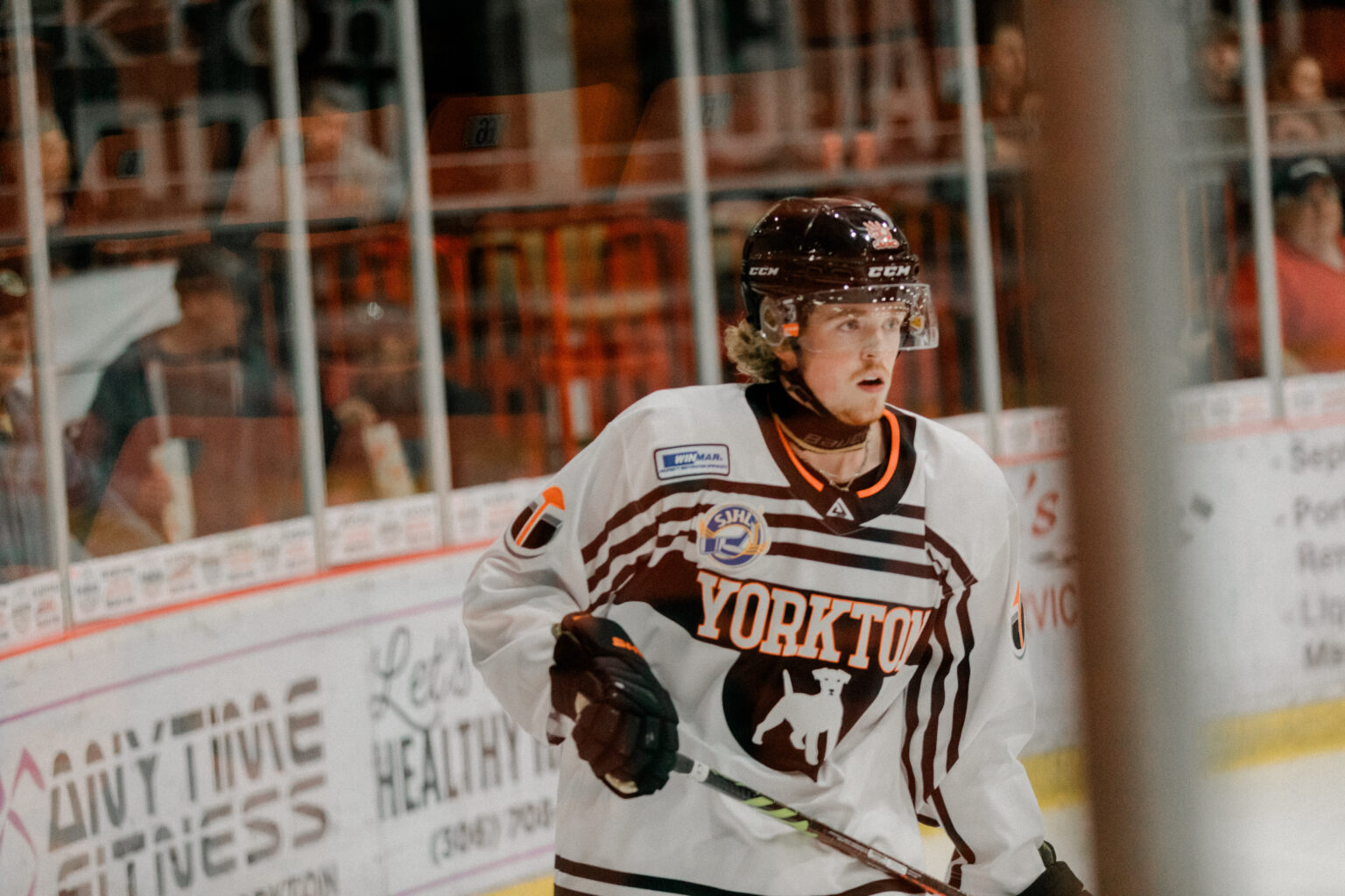 Yorkton Terriers