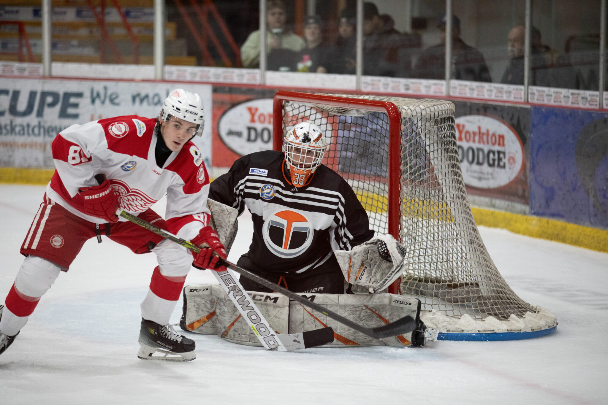 Yorkton Terriers